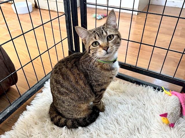 Available Cats